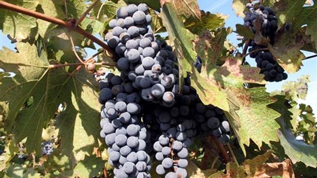 California Professor Works to Grow a Later, Tastier Grape | Fox News