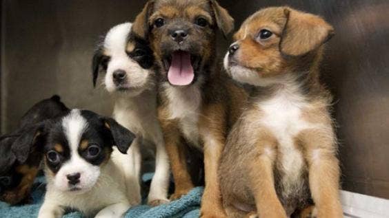 Good homes for good pups | Fox News