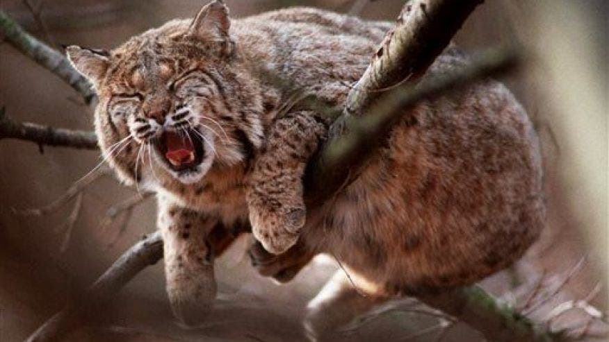 Resort Arizona town on alert after rabid bobcat attacks injured 4 people | Fox News