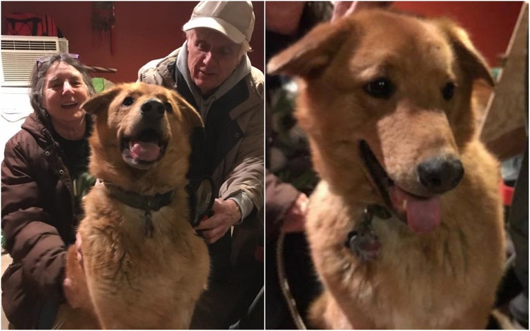 Dog missing nearly a year in New Hampshire woods reunites with owners ...