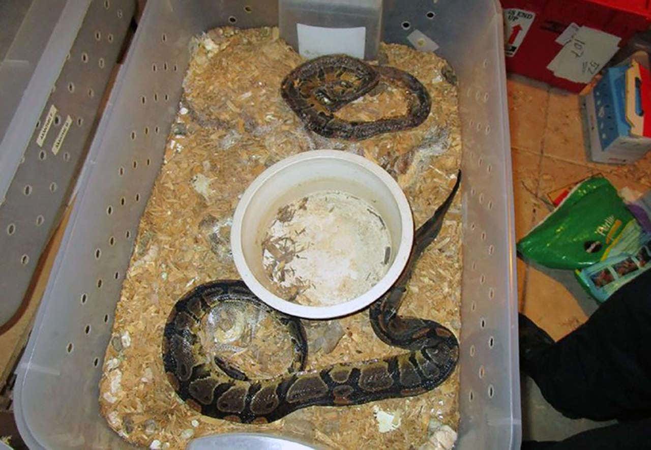 About 100 dead pythons discovered in Florida home | Fox News