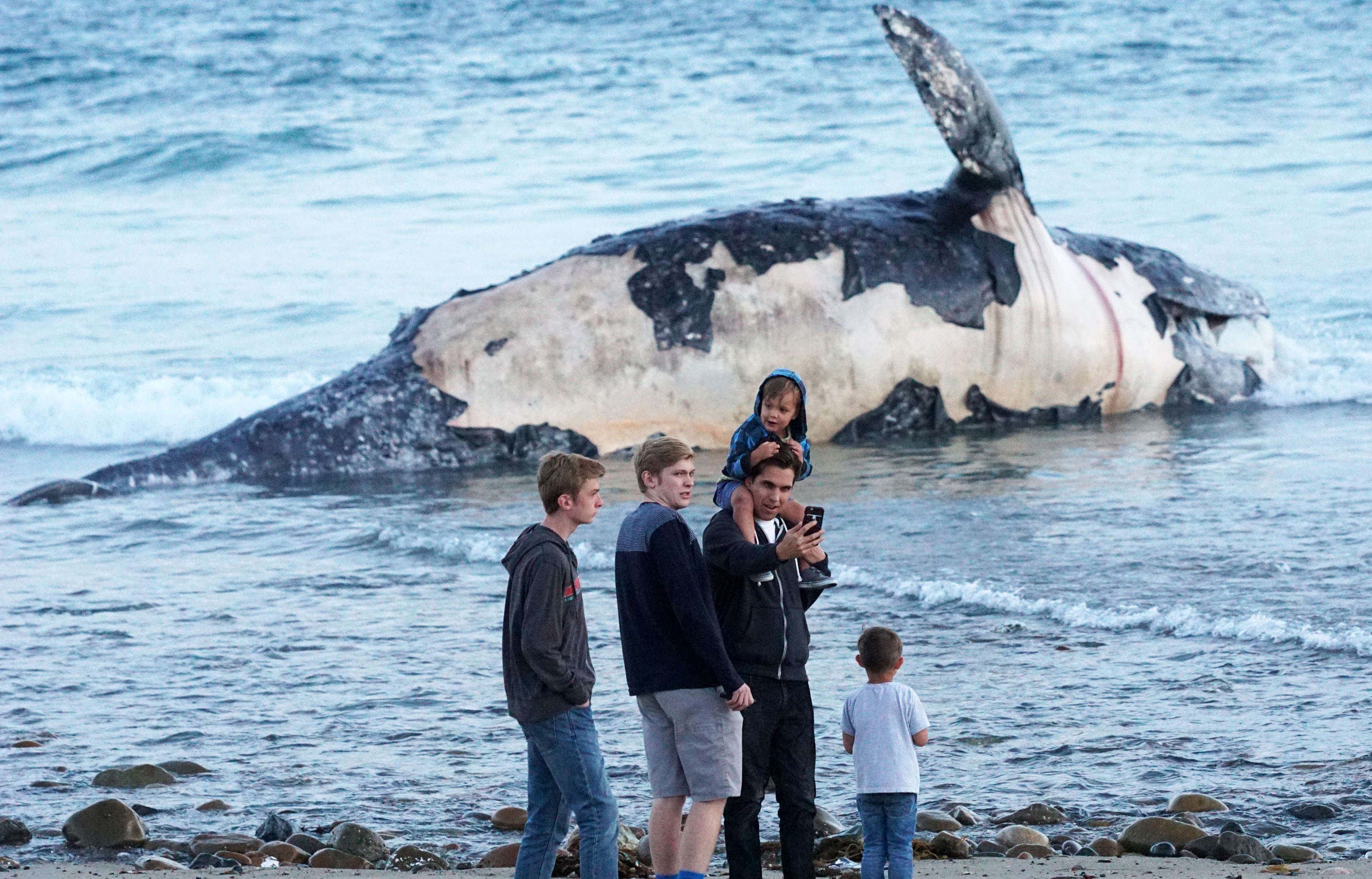 Crowds gather to gawk at rotting whale carcass washed up on Calif ...