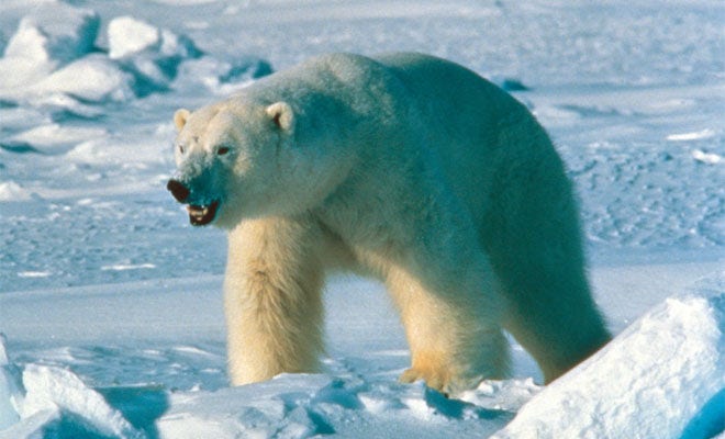 'King' polar bear skull found in northern Alaska may solve mystery ...