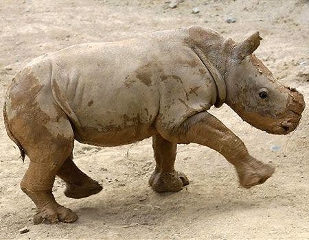 Baby Rhino Meets World