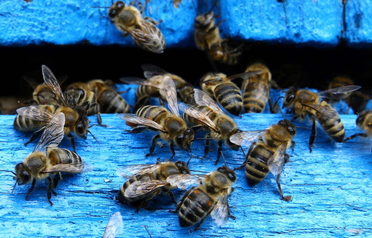 Beehive at center of swarm attack in New Jersey moved to farm | Fox News