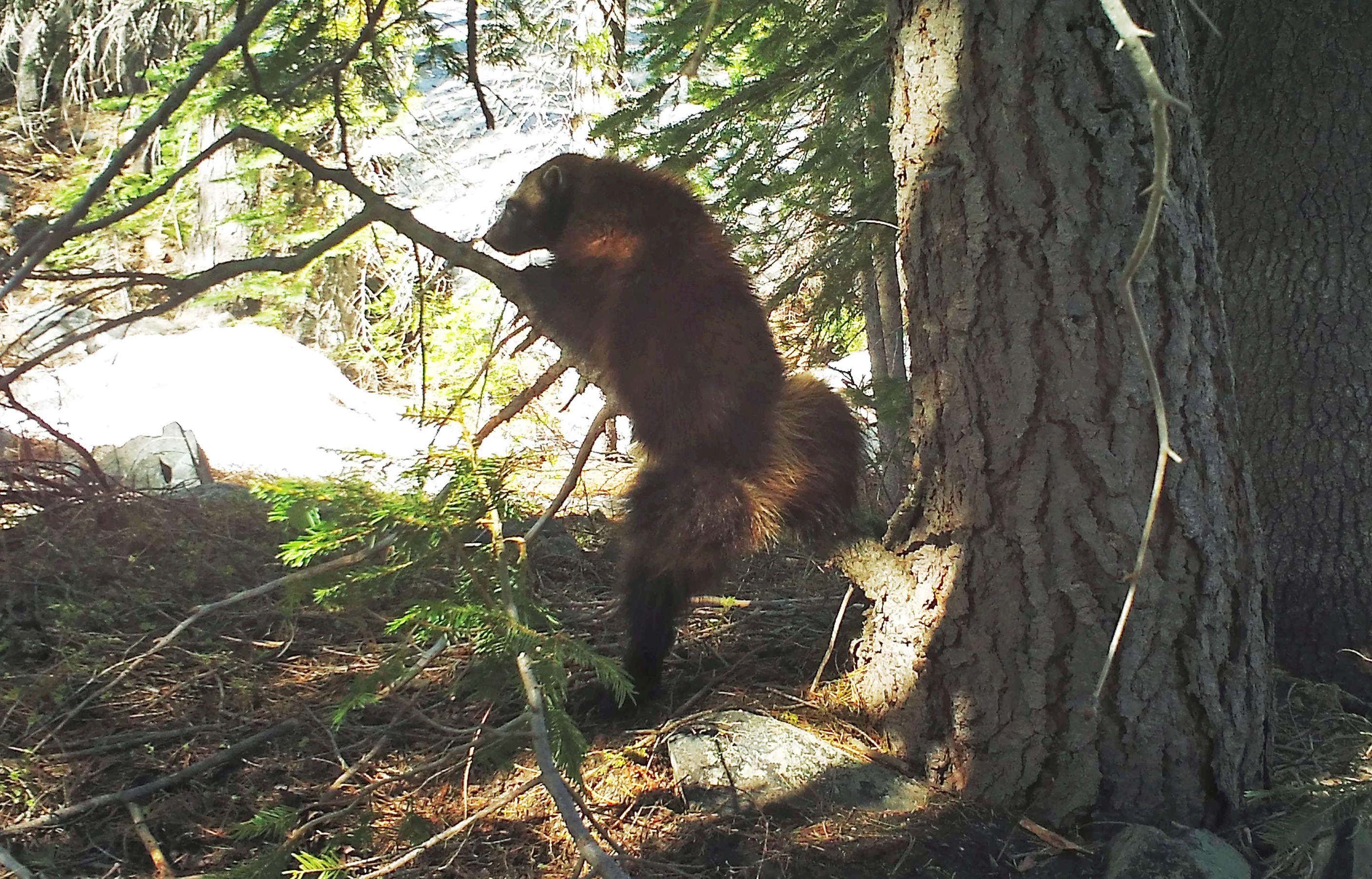 Scientists capture rare sighting of wolverine in Sierra Nevada | Fox News