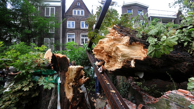 New Shoot Growing From Toppled Anne Frank Tree Could Save It | Fox News