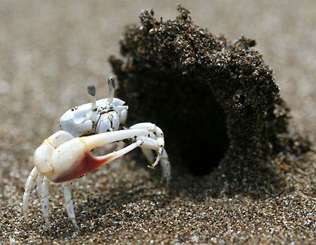 Fiddler Crabs Exchange Sex for Survival | Fox News