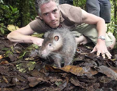 Scientists Discover Giant Rat, Frog With Fangs in 'Lost World' Habitat ...