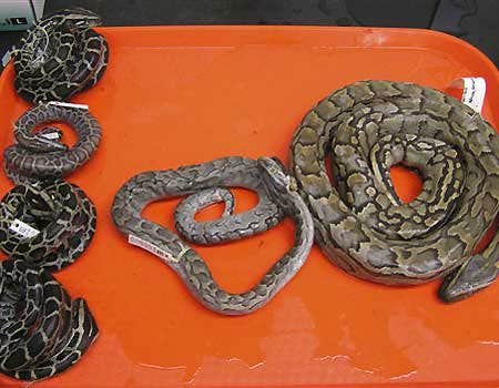 African Python Threat Growing in Florida | Fox News