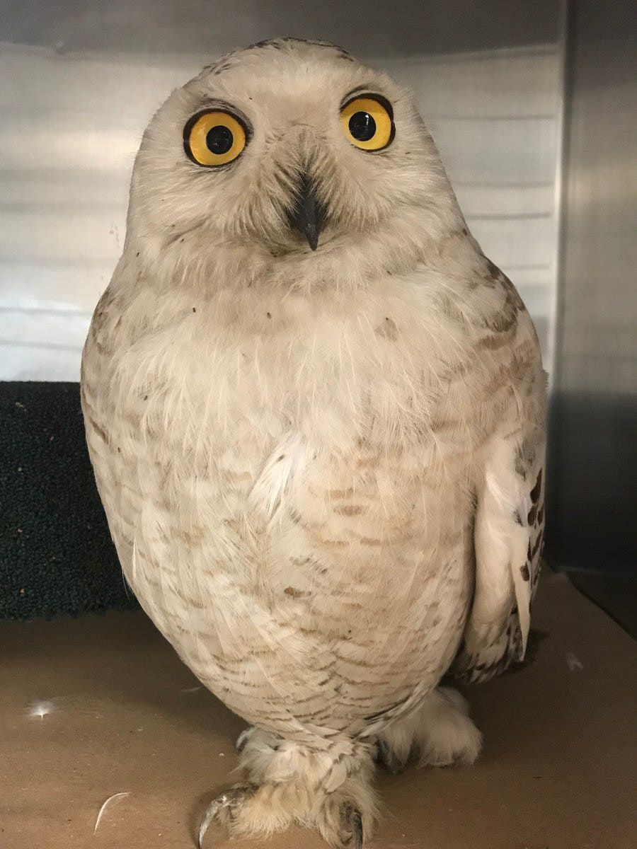 Rare snowy owl found in famed New York City jail | Fox News