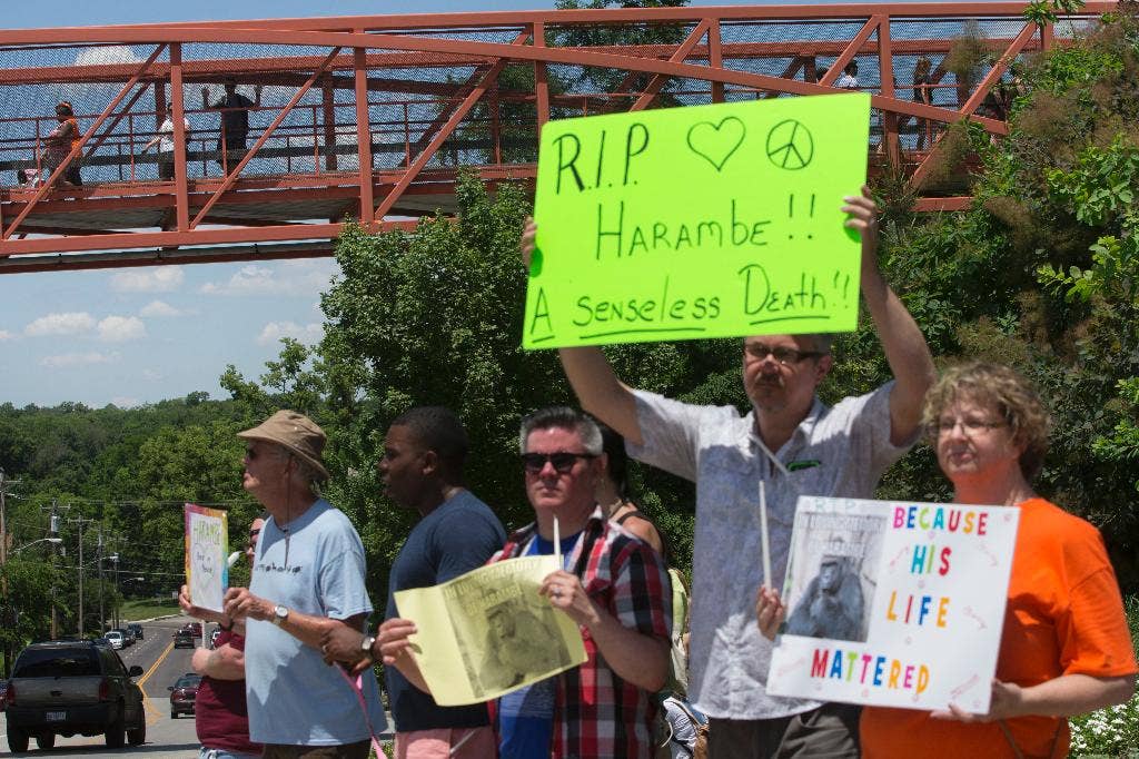 Cincinnati Zoo rejoins Twitter following Harambe controversy | Fox News