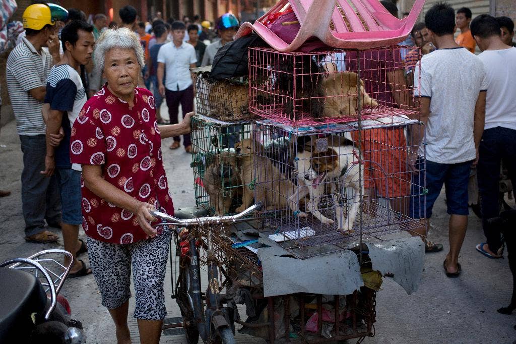 China city holds dog-meat eating festival despite protests | Fox News