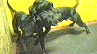Supreme Court Weighs Free Speech in Dog Fighting Case | Fox News