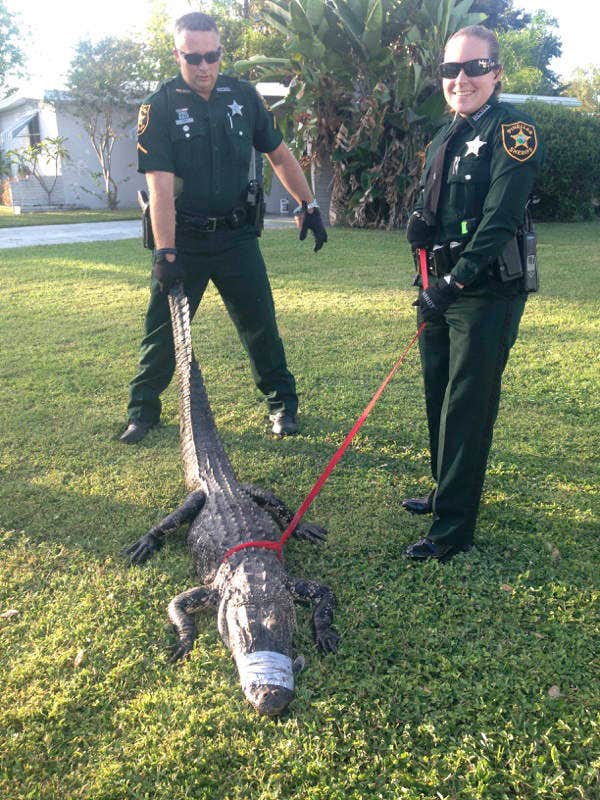 Florida police rescue 7-foot alligator from storm drain | Fox News