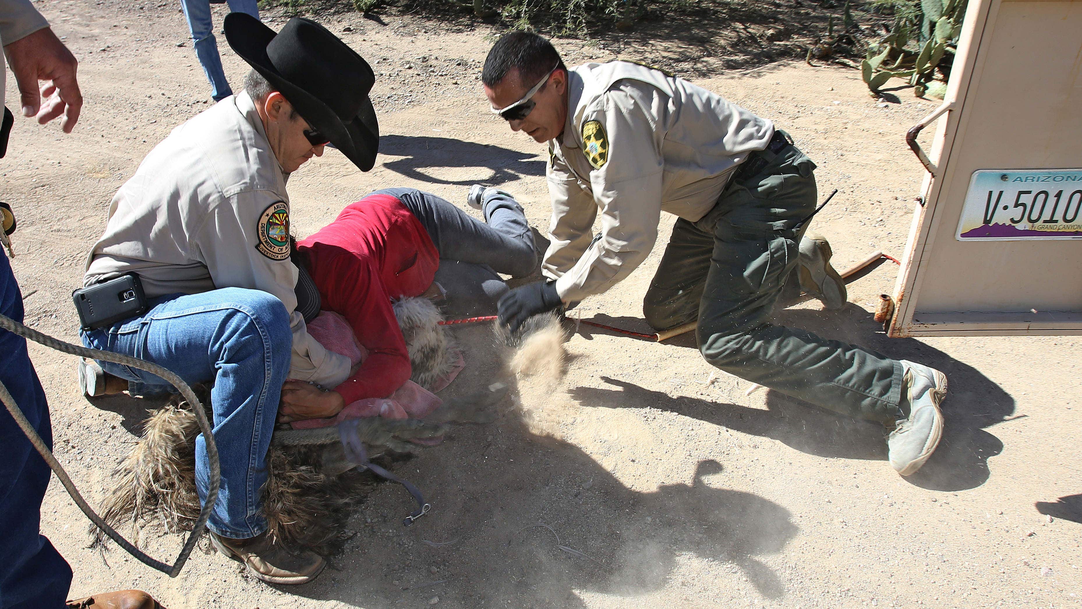Arizona officials capture four escaped emus | Fox News