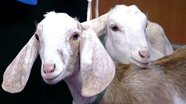 US agency warns of skin lesions from goats, sheep | Fox News