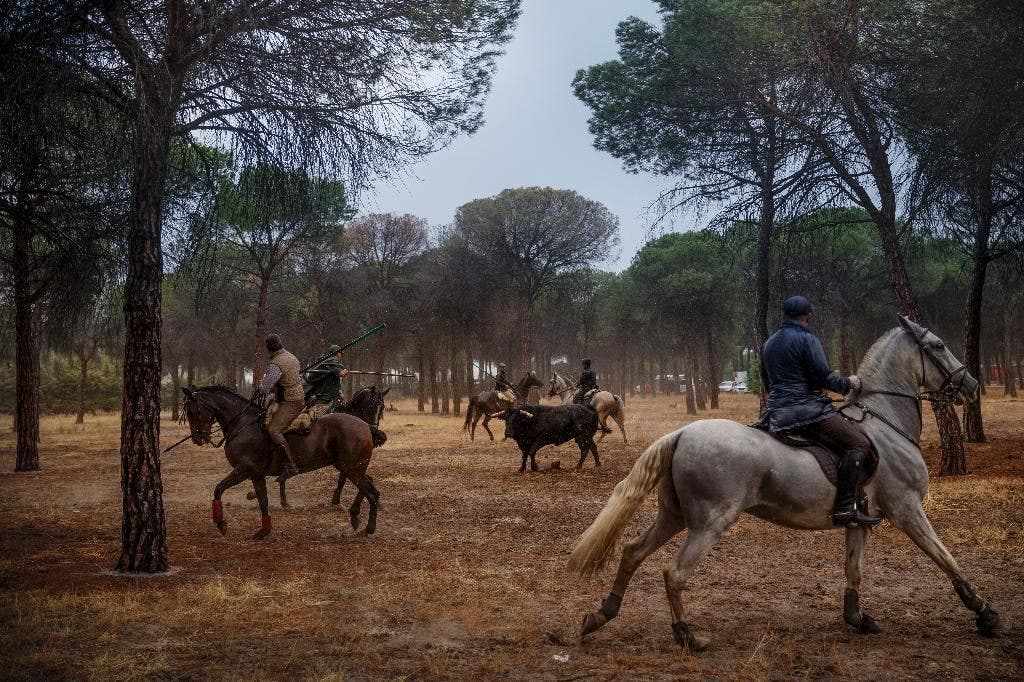New law stops gore at Spanish bull-spearing festival | Fox News