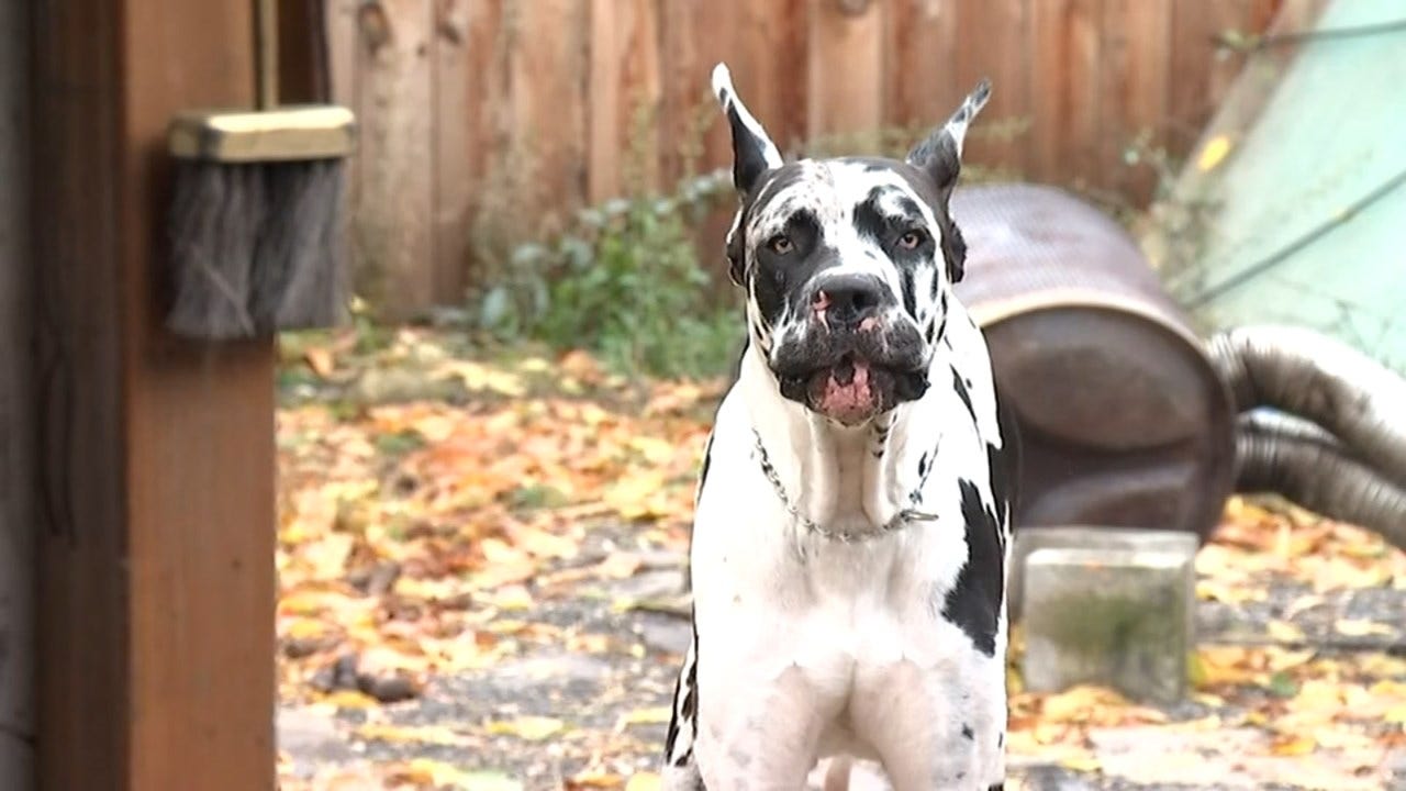 Barking dogs scare off Oregon home invasion suspect; incident caught on ...