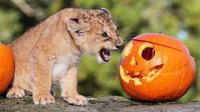 Halloween comes to the zoo | Fox News