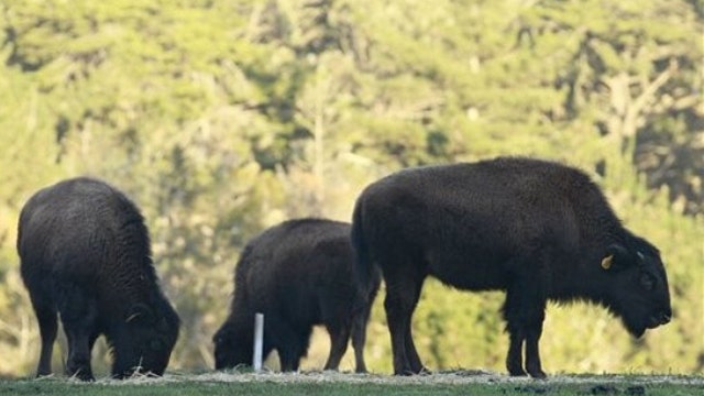 Iconic bison returning to repopulate parts of US West | Fox News