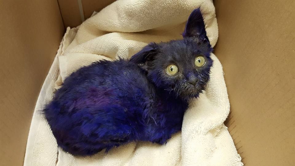 Purple-dyed cat used as chew toy rescued in San Jose | Fox News