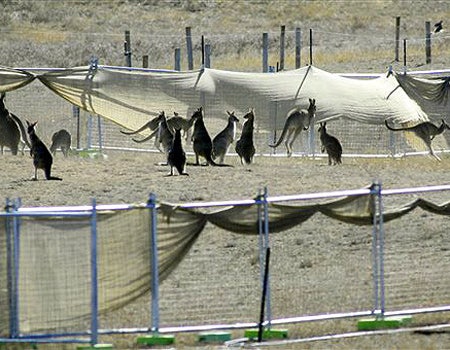 Conservationists Vow to Fight Kangaroo Cull in Australian Capital | Fox ...