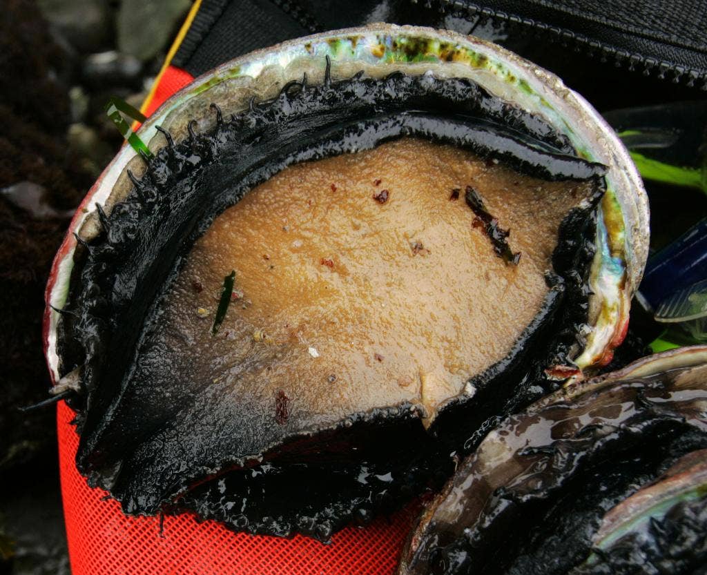 California cuts abalone catch, eliminates 2 diving months | Fox News