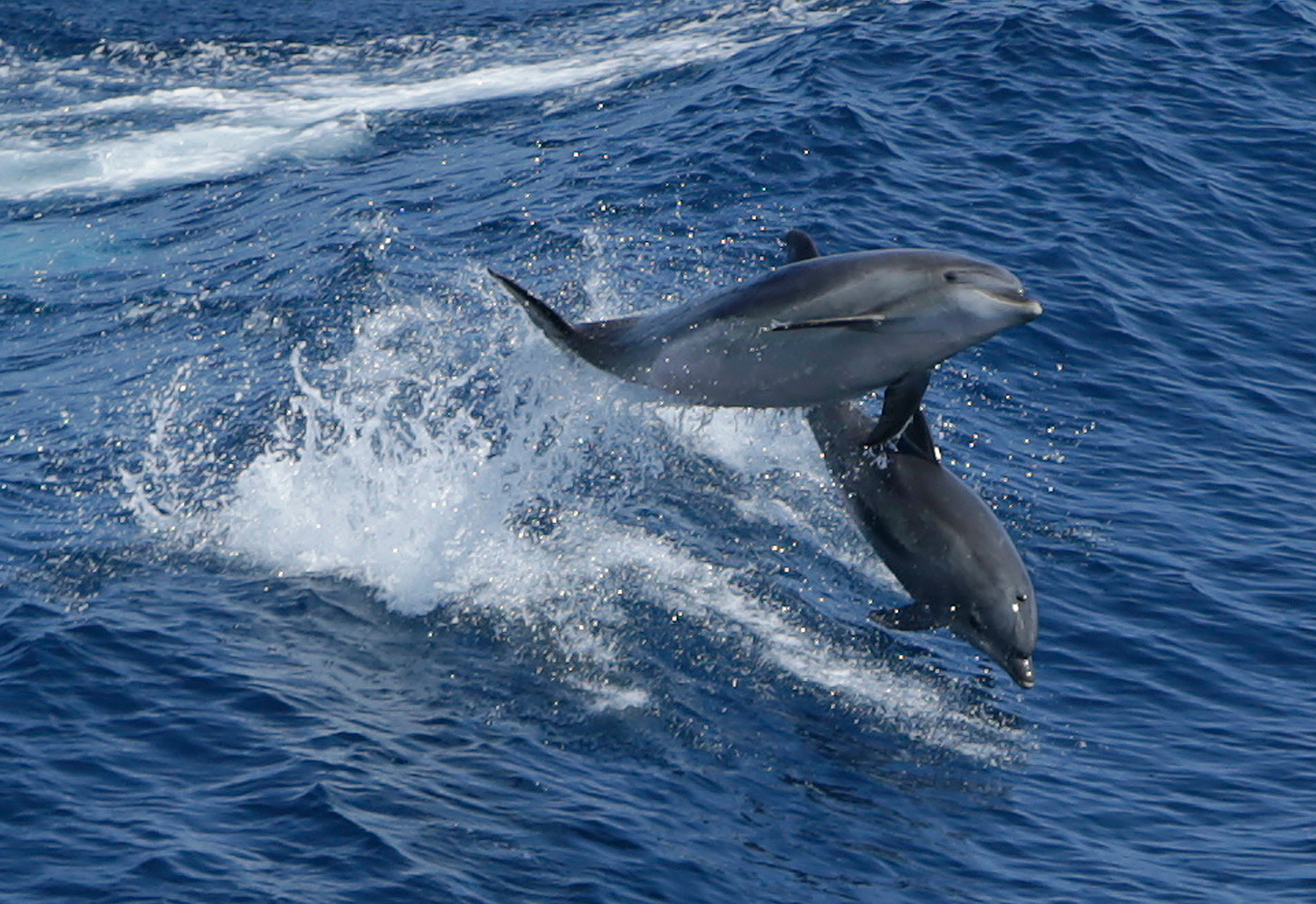 Trained dolphins recruited to locate, save elusive porpoise from ...