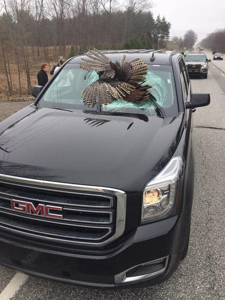 Turkey crashes through SUV's windshield on Indiana highway | Fox News