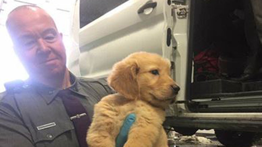 100-plus puppies rescued after delivery van crashes in NY | Fox News