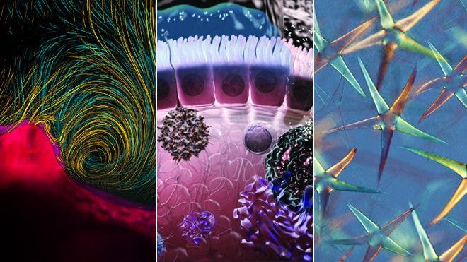 Art of science: 2013 science and engineering visual contest winners ...