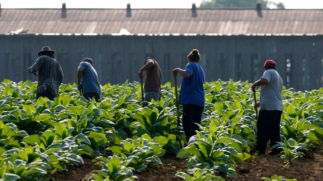Immigrant Farmworkers Face Sexual Violence and Harrassment, Report Says ...