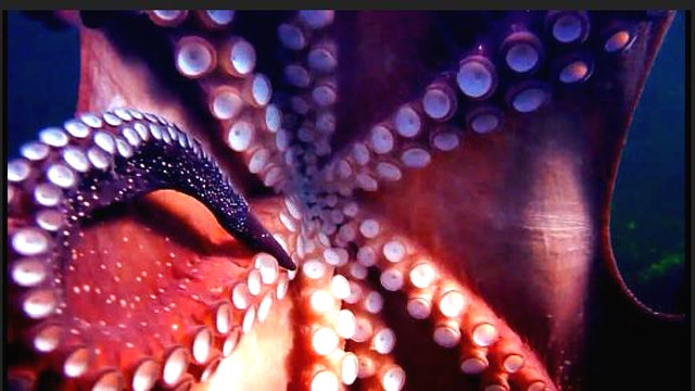 Octopus Steals Camera, Makes Indie Film | Fox News