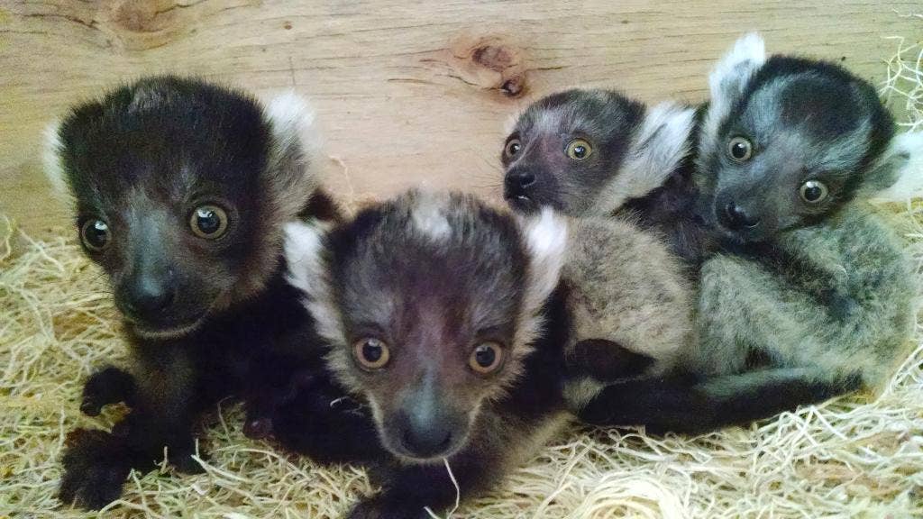 4 lemur babies, first-time mom, doing well at zoo | Fox News