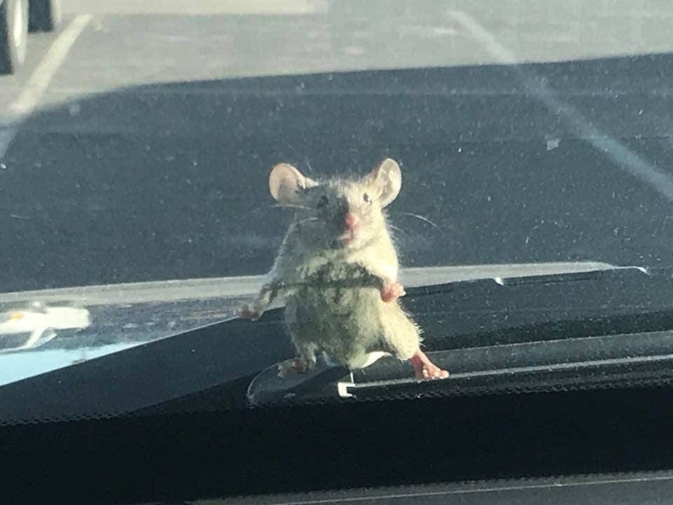 Mouse hitches ride on cop's windshield in viral photo | Fox News