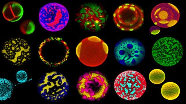 Life As You've Never Seen It: 2011's Best Microscope Photos of the ...