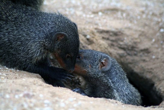 Mongoose Calls More Humanlike Than Thought | Fox News