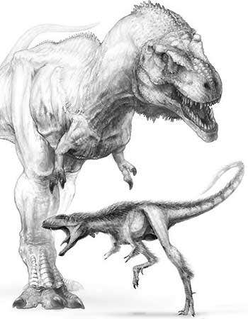 'Tiny' T. Rex Discovered | Fox News