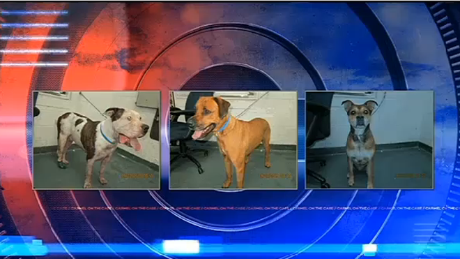 Man fights to save dogs that mauled his 91-year-old great-grandmother ...