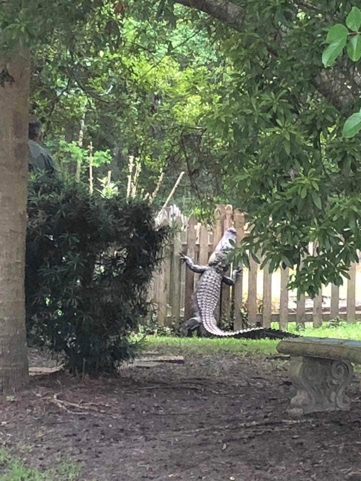 Giant alligator in South Carolina attempts to scale fence to escape ...