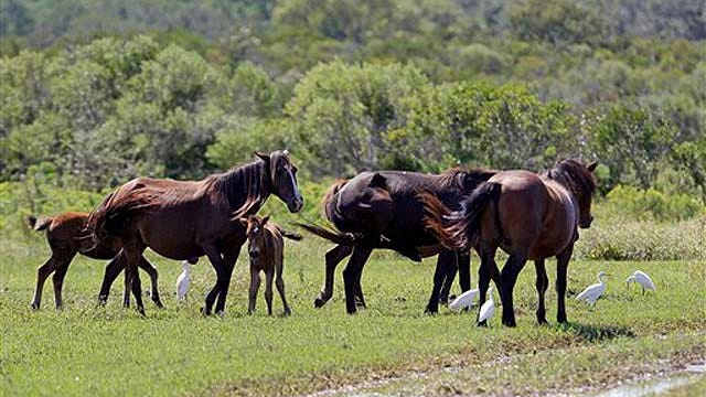 Horses Could Soon Be Slaughtered for Meat in U.S. | Fox News