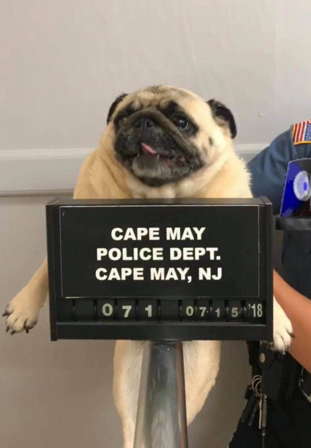 Runaway pug returns home after mugshot goes viral | Fox News