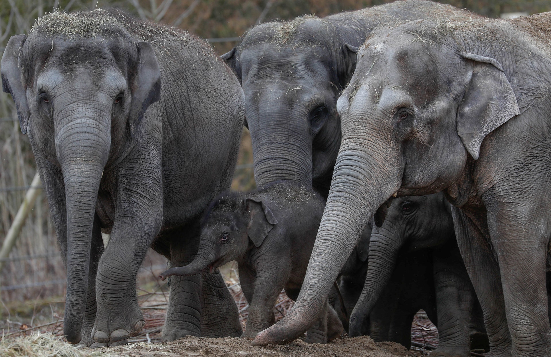 They decided to track 19 elephants, and discovered something macabre ...