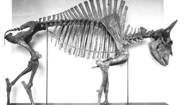 Mammoth Ice Age Finds in Colorado | Fox News