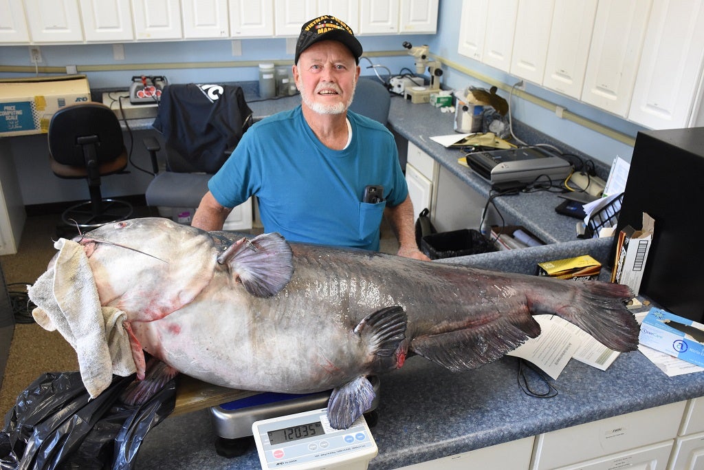 Florida fisherman catches 120-pound ‘granddaddy of all catfish' | Fox News
