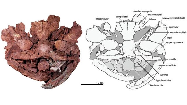 Ancient Toothy Fish Prowled the Arctic Ocean | Fox News