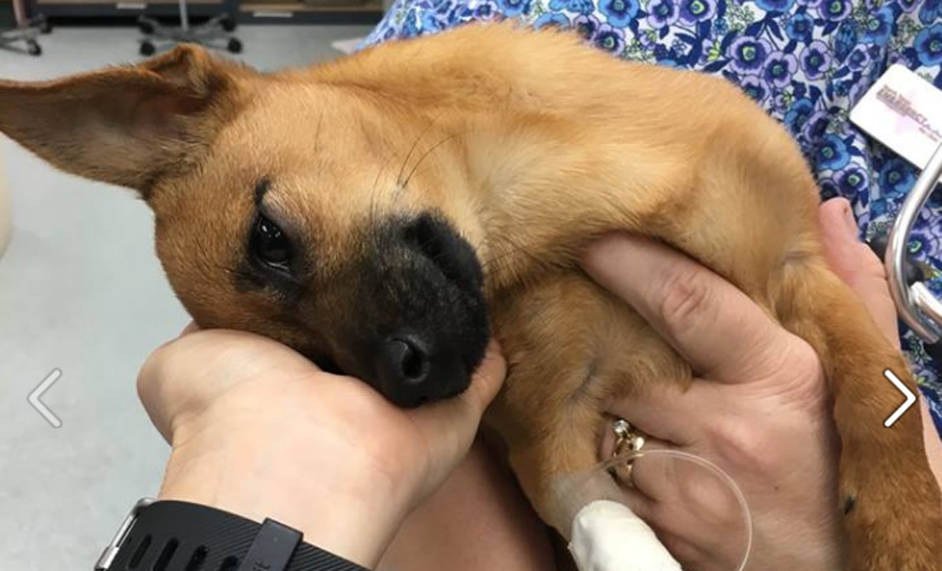 'Lucky' puppy survives heroin overdose | Fox News