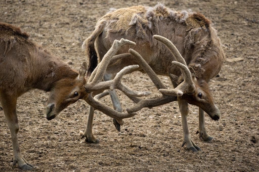 China's rare milu deer return in victory for conservation | Fox News