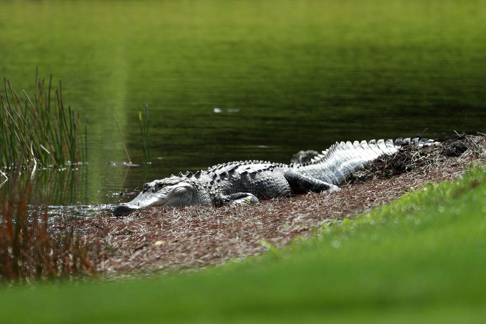 Florida gator charges man trying to take picture: See the video | Fox News